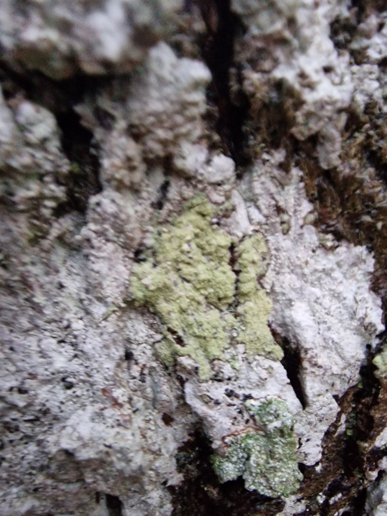 Pyrrhospora quernea from Lag Wood, Clayton, Hassocks BN6 9PQ, UK on ...