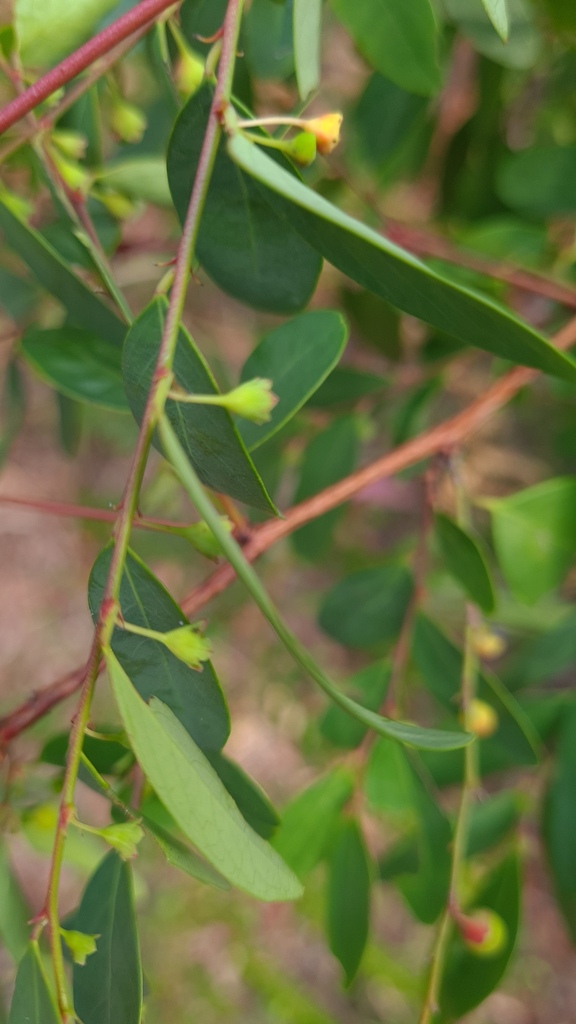 coffee bush from Hornsby Heights NSW 2077, Australia on November 27 ...