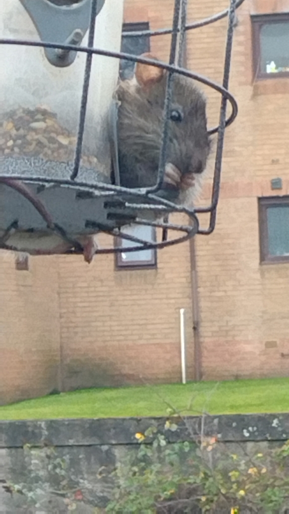 Brown Rat from Leith, Edinburgh, UK on November 26, 2023 at 01:14 PM by ...
