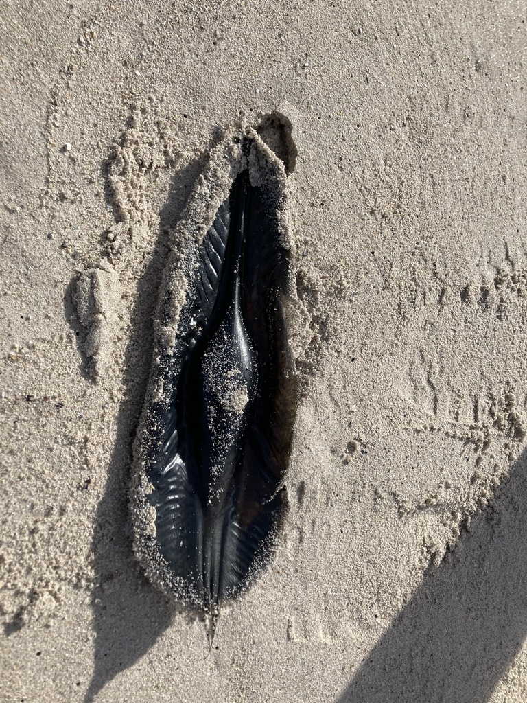 Cape Elephantfish from Hout Bay Beach, WC, ZA on November 27, 2023 at ...