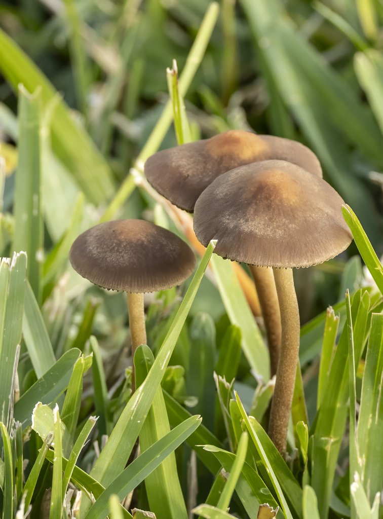 Banded Mottlegill from Citrus County, FL, USA on November 26, 2023 at ...