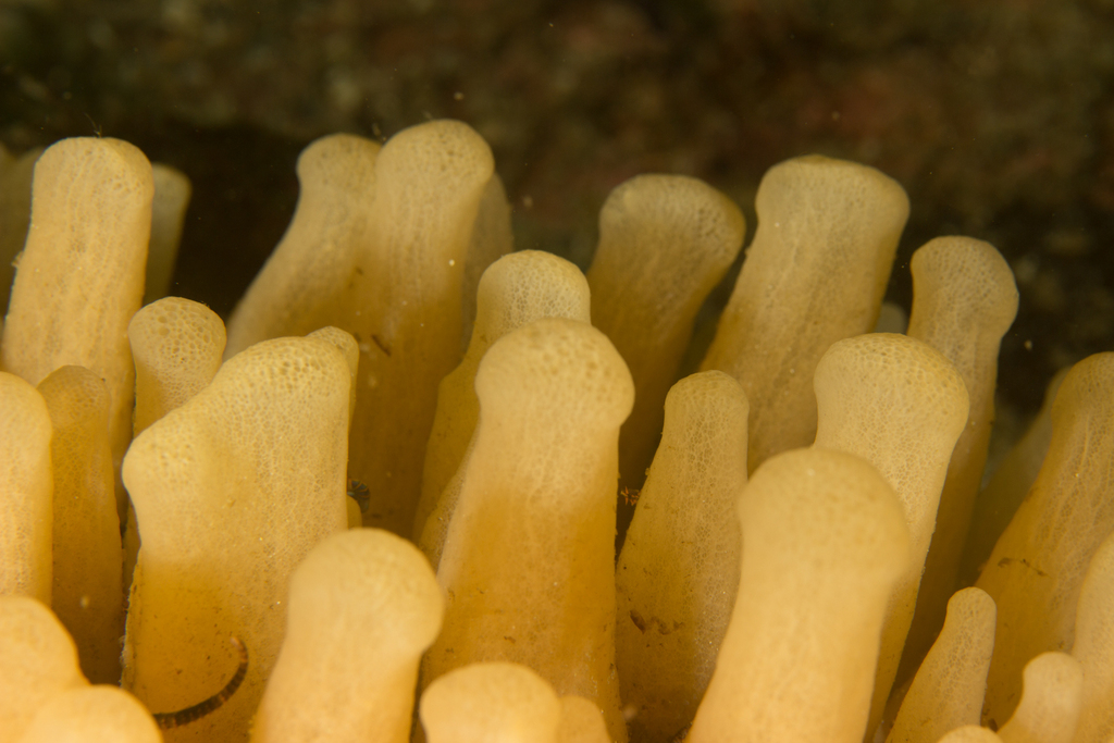 Polymastia from City of Cape Town, ZA-WC, ZA on November 24, 2023 at 12 ...