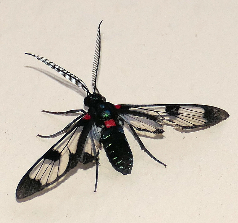 Tiger Moths and Allies from 7Km Sureste del Parque Nacional Volcan ...