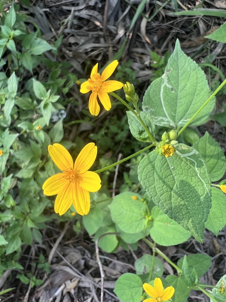 Baltimora recta from Zamorano, San Antonio De Oriente, Francisco ...