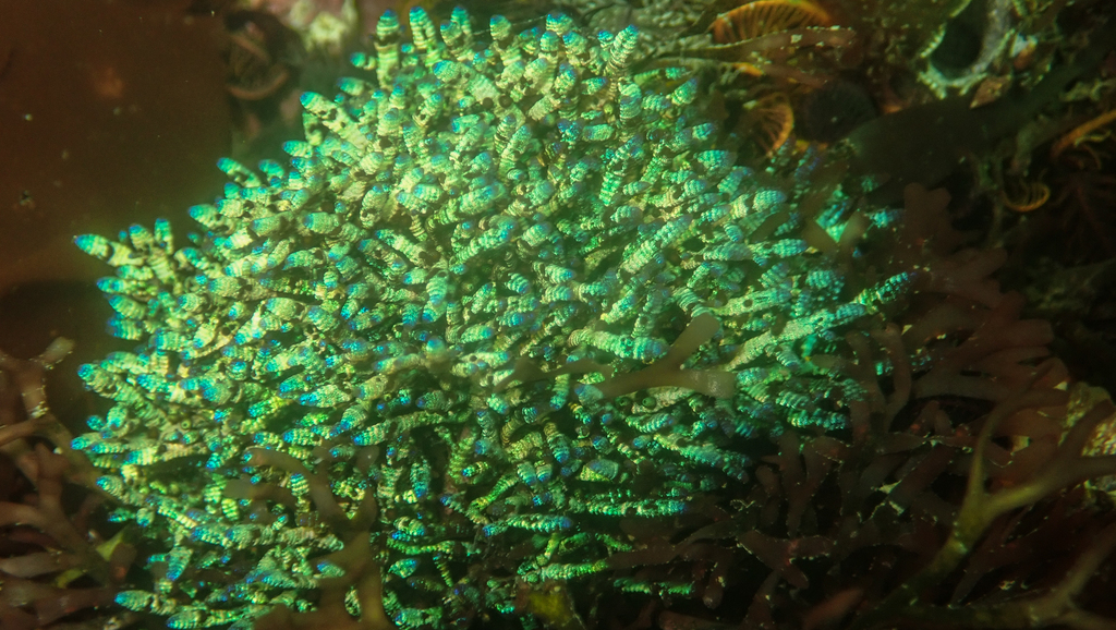 Compressed Champia from City of Cape Town, ZA-WC, ZA on November 26 ...