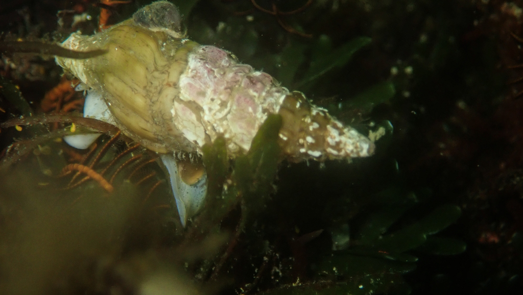 Ribbed Turrid Snail from City of Cape Town, ZA-WC, ZA on November 26 ...