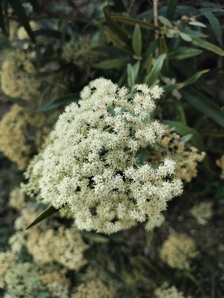 False Olive from Rietvallei 377-Jr, Pretoria, 0181, South Africa on ...