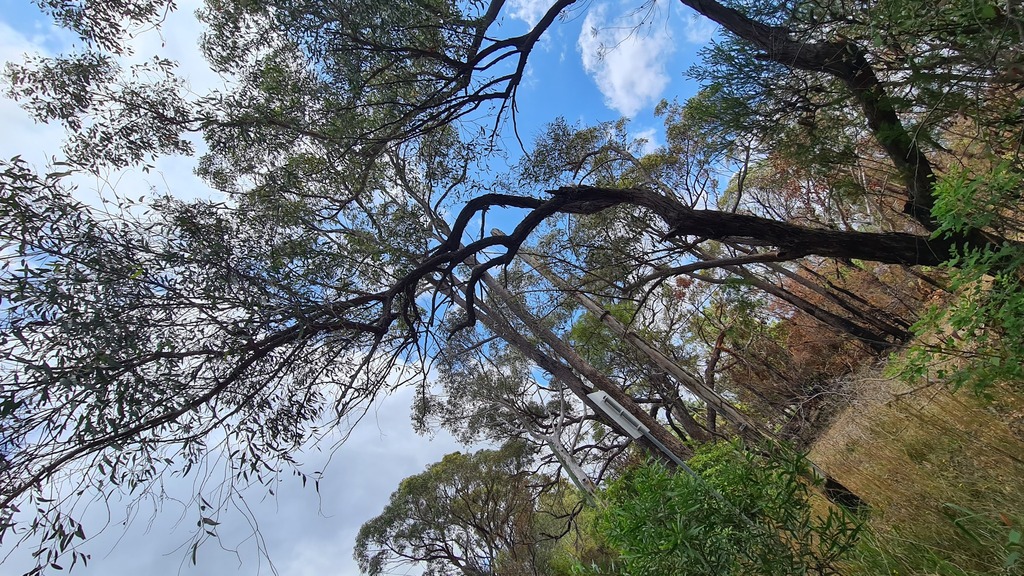 Sandstone Stringybark from Galston NSW 2159, Australia on November 27 ...