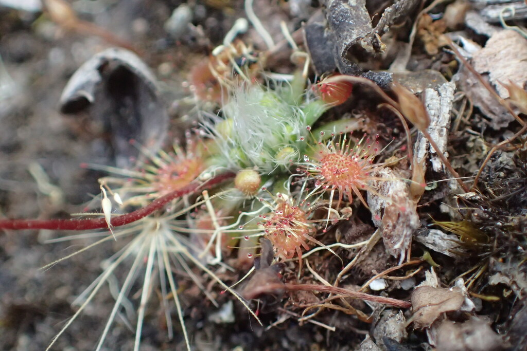 Drosera platystigma from Porongurup WA 6324, Australia on November 2 ...