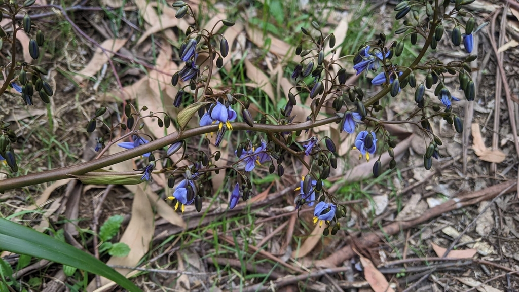 Tasmanian flax-lily from Federation Hut, Hotham Heights VIC 3741 ...