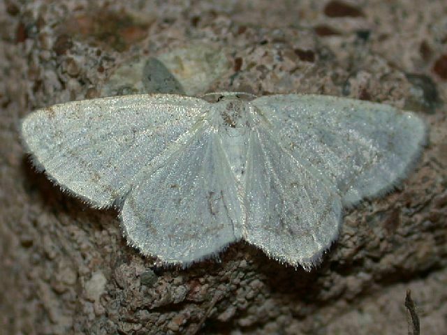 Virgin Moth from Jamaica Bay Wildlife Refuge, Queens, NY, USA on July ...