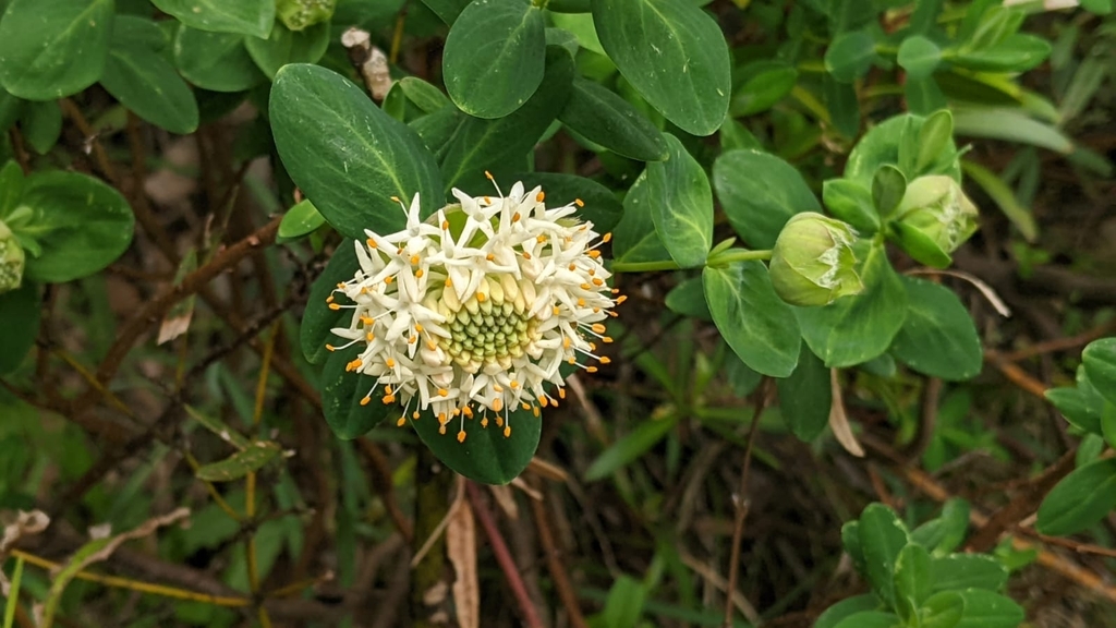 tall rice-flower from Hotham Heights VIC 3741, Australia on November 23 ...