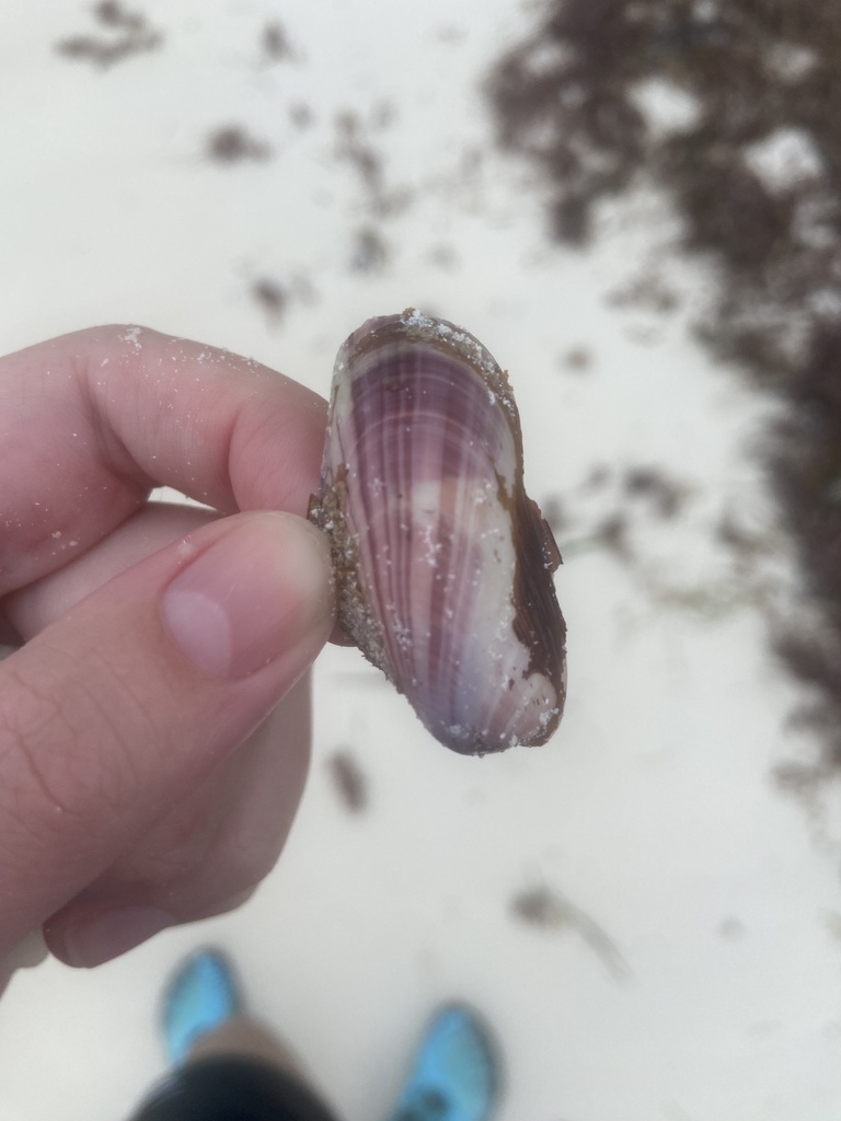 Modiolus from Parque Nacional Cotubanamá, La Romana, DO on November 23 ...