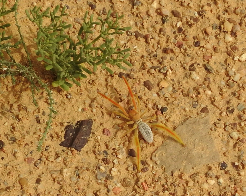 Paragaleodes from Al Faiyum Governorate Desert, Faiyum Governorate ...