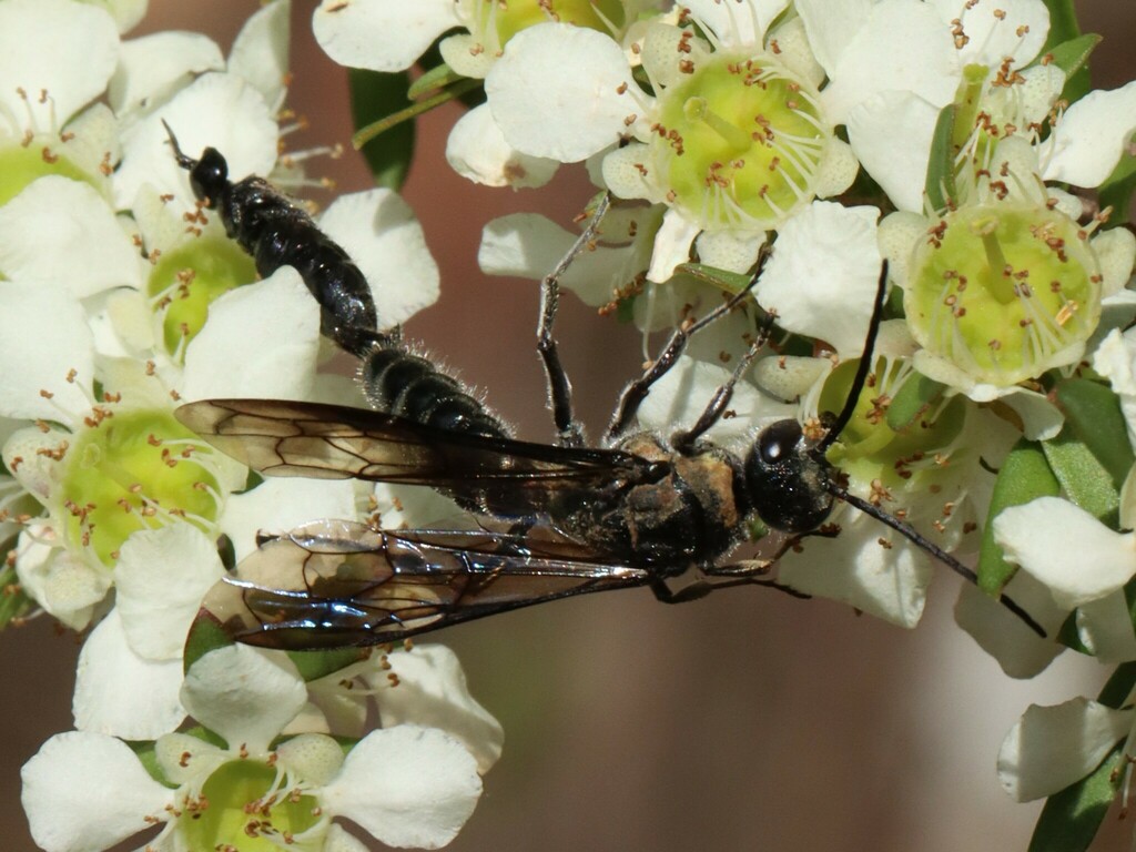 Ants, Bees, Wasps, and Sawflies from Blue Mountains Nat'l Park NSW 2787 ...