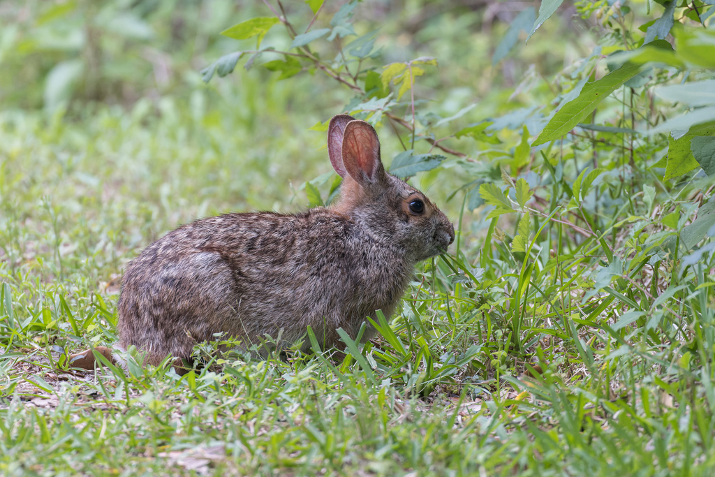 Swamp Rabbit from Bolivar Peninsula, TX, USA on April 20, 2023 at 04:14 ...