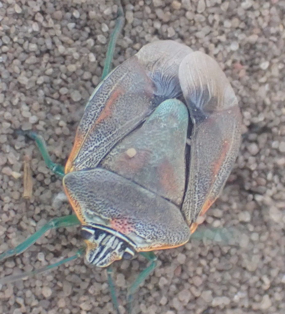 Antestia Bug from Brenton-on-Sea, Garden Route District Municipality ...