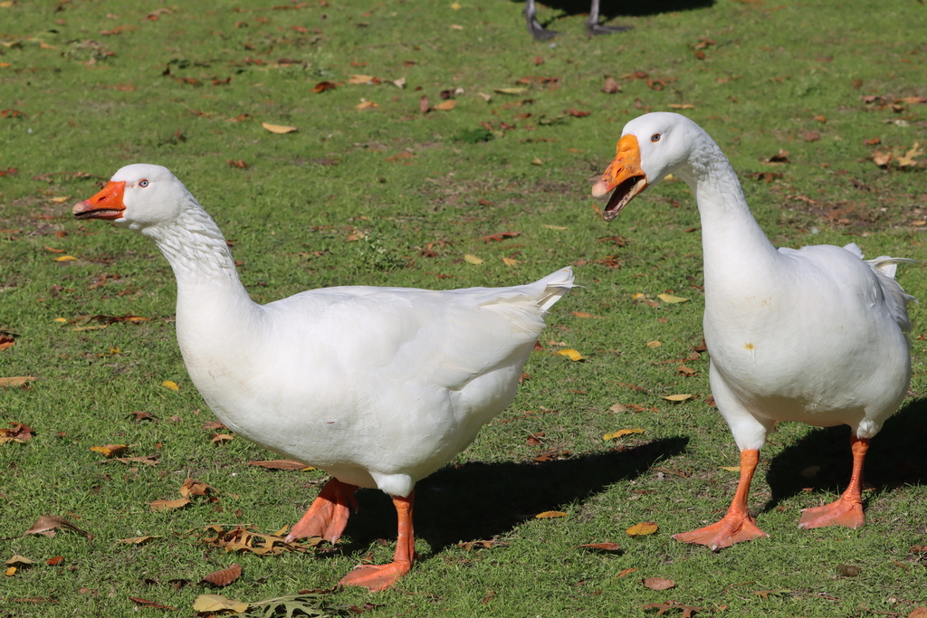 Swan Goose from Allen, TX, USA on November 27, 2023 at 11:56 AM by ...