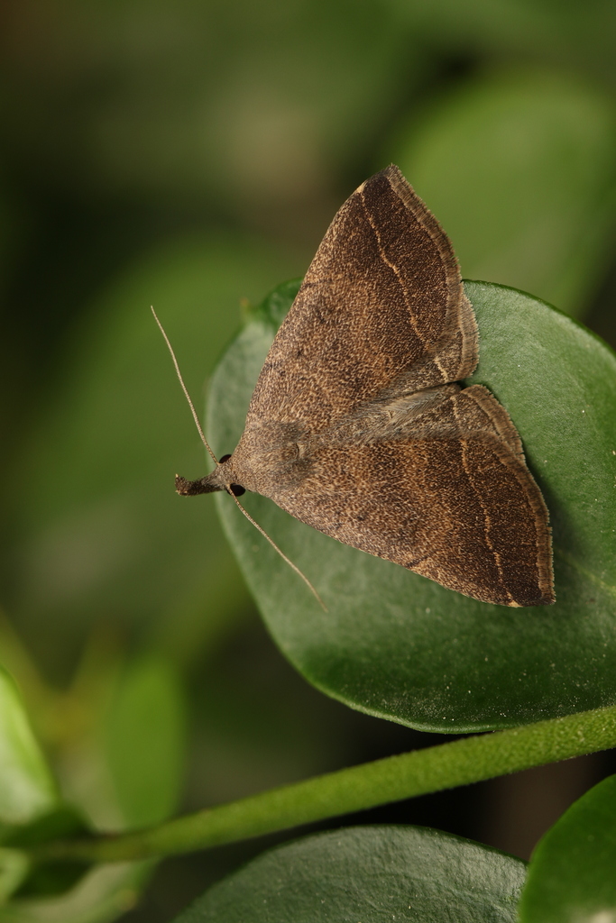 Plumed Fan-foot from הירקון, בני ברק, ישראל on November 21, 2023 at 09: ...