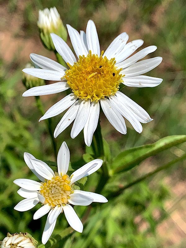 Afroaster comptonii from Usuthu Forest, northern section on November 25 ...