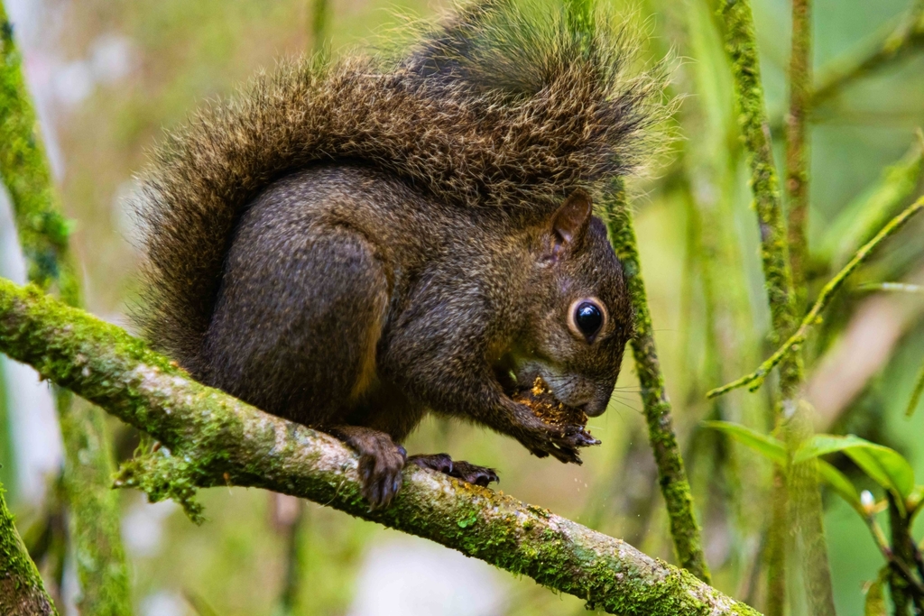 Brazilian Squirrel (Sciurus brasiliensis) - Know Your Mammals