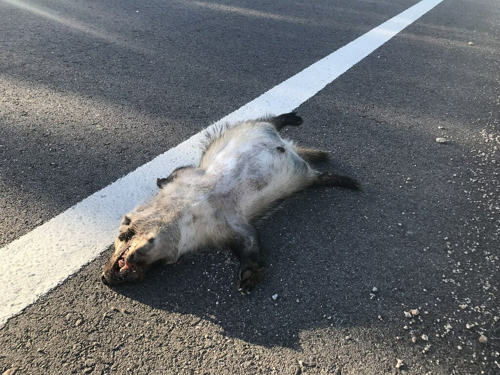 American Badger from Pima County, AZ, USA on August 26, 2022 at 02:23 ...
