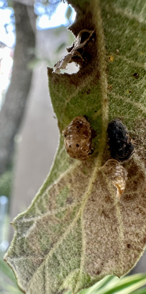 Cream-colored Lady Beetle from Privada Heriberto Jara, Naucalpan, Edo ...