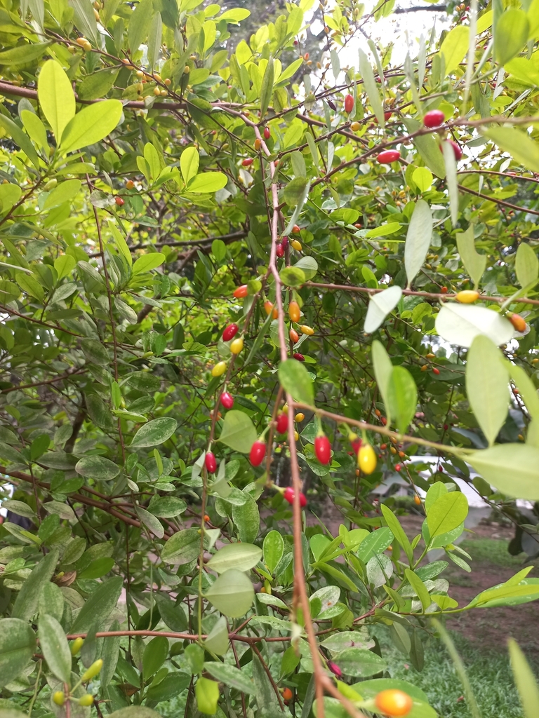 coca (Erythroxylum coca) - Botanical Realm