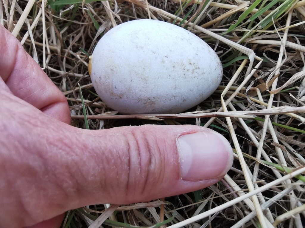 Guineafowl in November 2023 by michelledw. Guinea fowl egg? · iNaturalist
