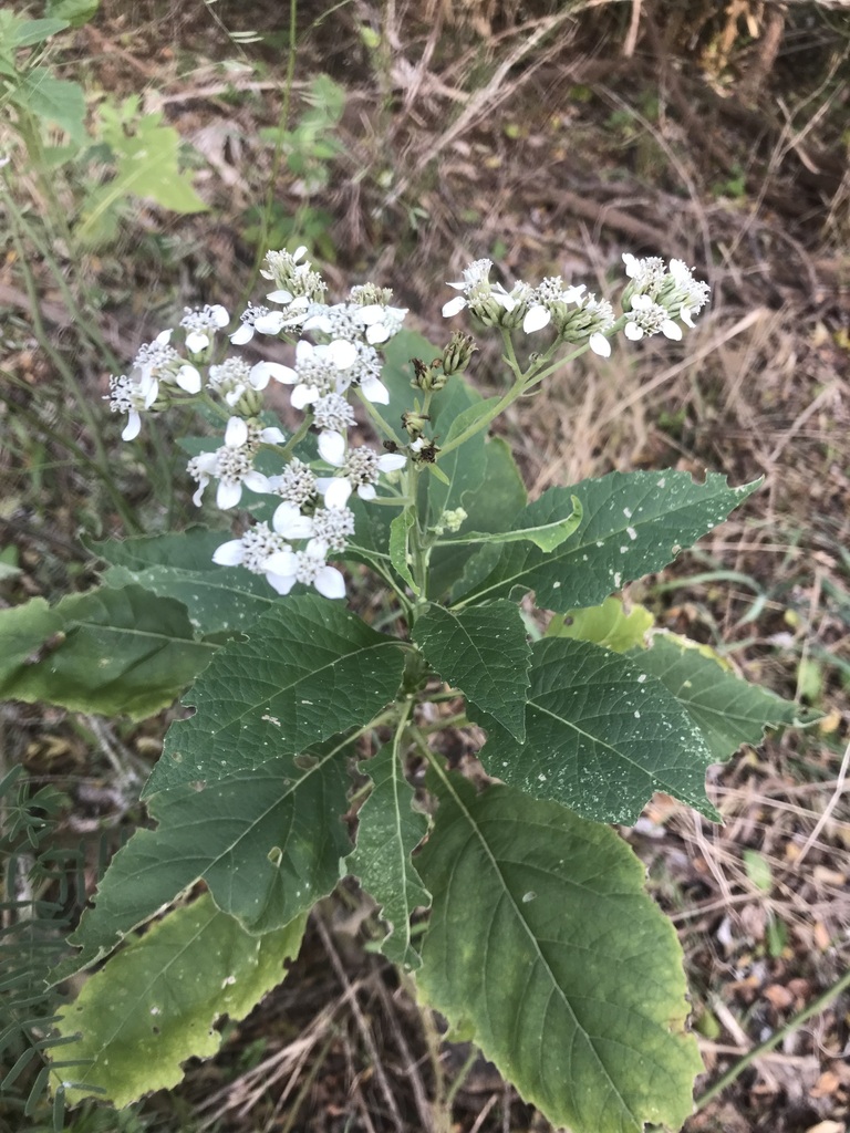 Mexican Winged Crown-Beard from Gonzales, TX 78629 on November 26, 2023 ...