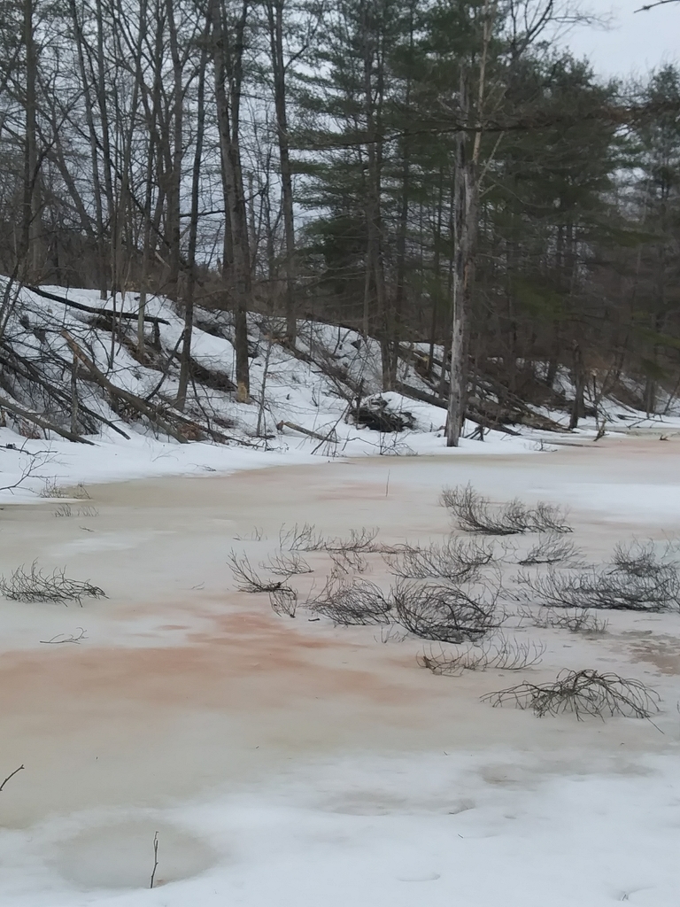 watermelon snow from 262 Cedar Dr, Barre, VT 05641, USA on March 30 ...