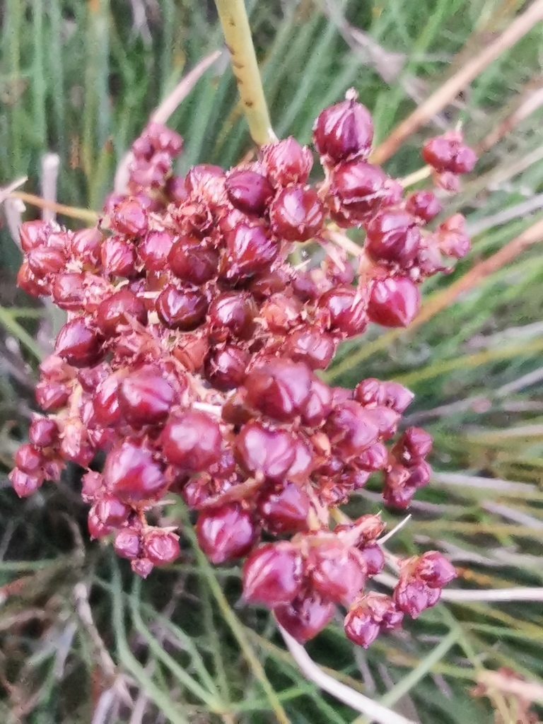 spiny rush in November 2023 by michelledw · iNaturalist