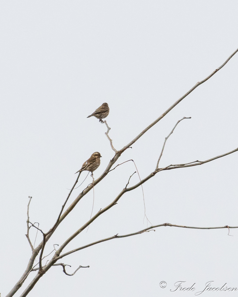 Eastern Purple Finch from Prince George's County, MD, USA on November ...