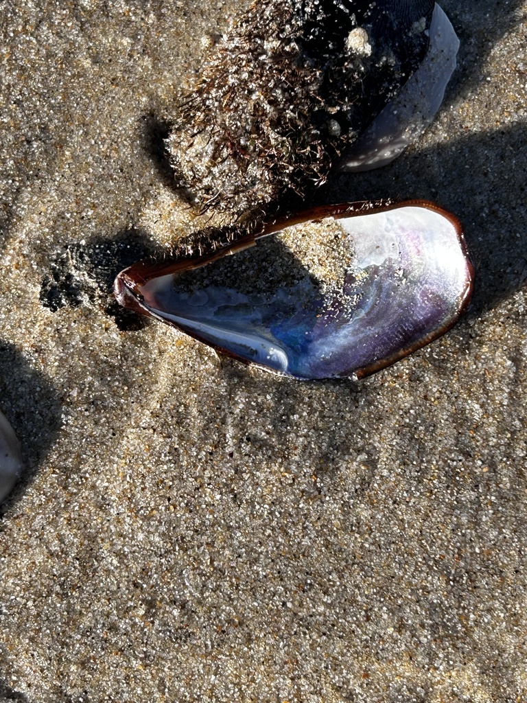 Hairy Mussel from Angels Beach, Skennars Head, NSW, AU on November 26 ...