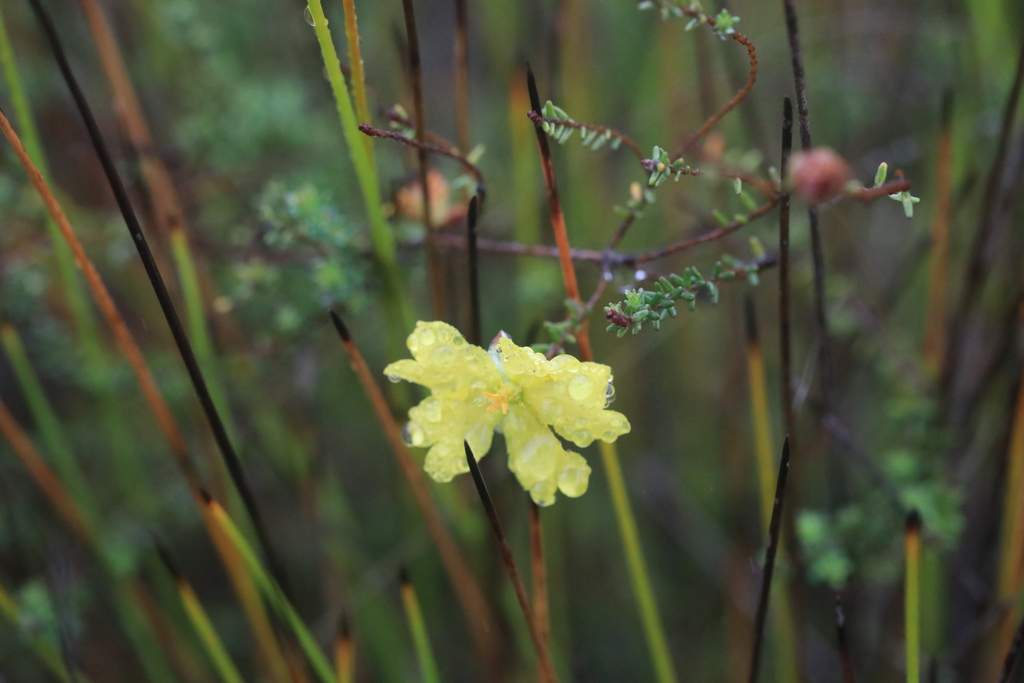 Hairy Guinea-flower from Coffs Harbour NSW, Australia on November 24 ...