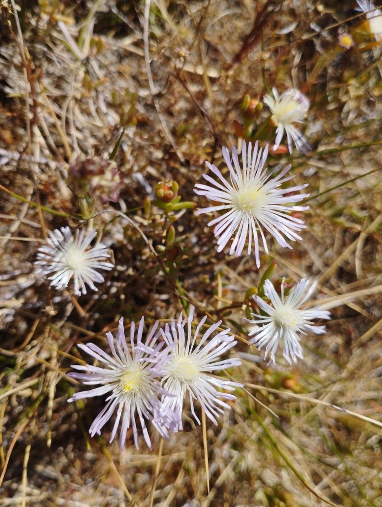 Brightfig Tribe from Milnerton Racecourse Nature Reserve, Cape Town ...