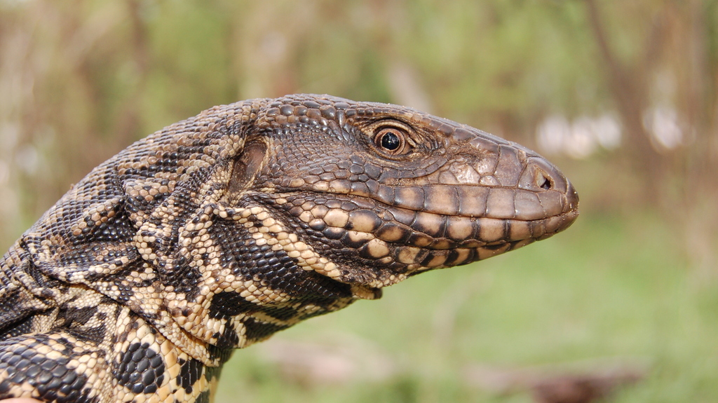 Argentine Black-and-white Tegu from San Jerónimo, Santa Fe, Argentina ...
