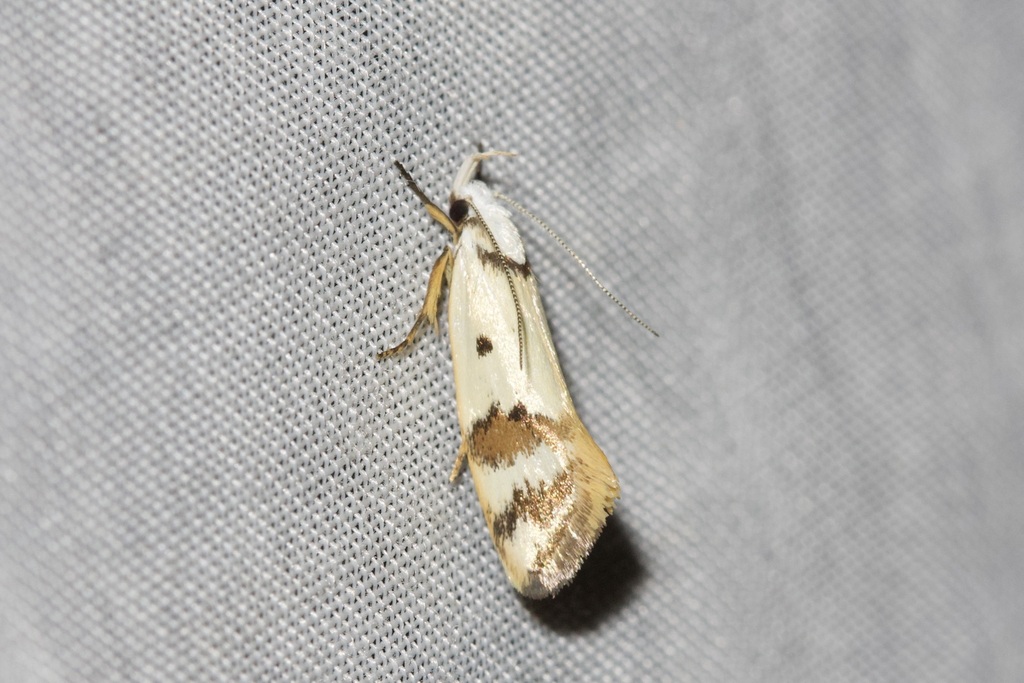 Concealer Moths from Mt Martha, VIC, Australia on November 25, 2023 at ...