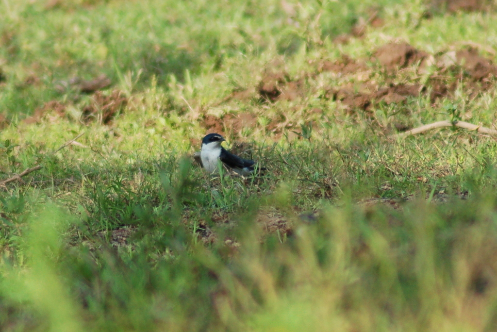 White-rumped Swallow from San Jerónimo, Santa Fe, Argentina on October ...