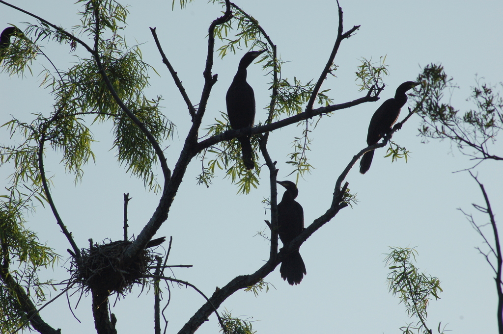 Neotropic Cormorant from San Jerónimo, Santa Fe, Argentina on October 2 ...