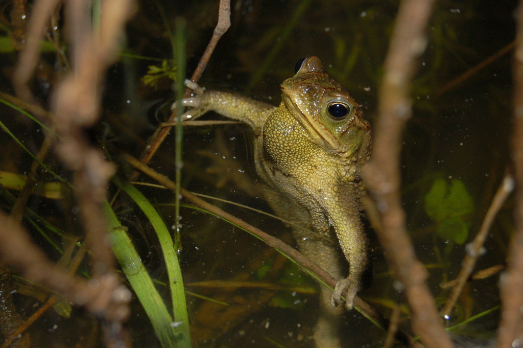 Beaked Toads from San Jerónimo, Santa Fe, Argentina on October 2, 2007 ...