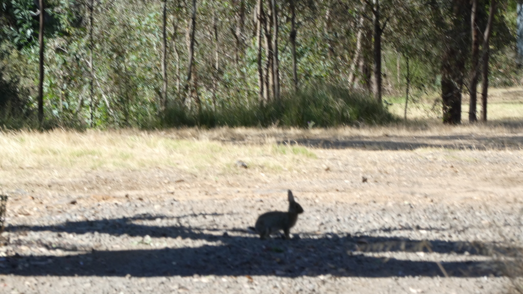 European Rabbit on November 27, 2023 at 04:08 PM by lili1mac · iNaturalist