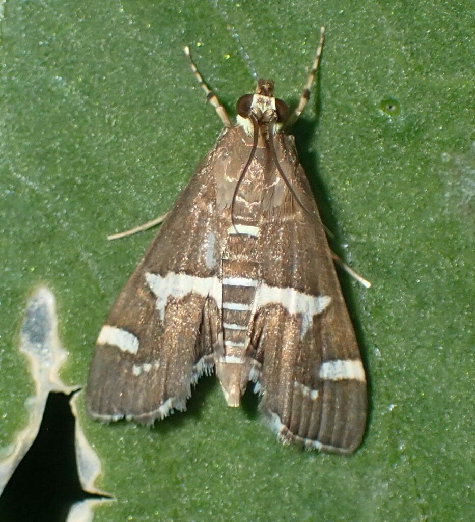 Hawaiian Beet Webworm Moth from Santa Cruz de Tenerife, España on ...