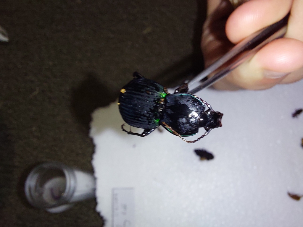 Pamborus from Mary White College UNE, Trevenna Rd, Armidale NSW 2350 ...