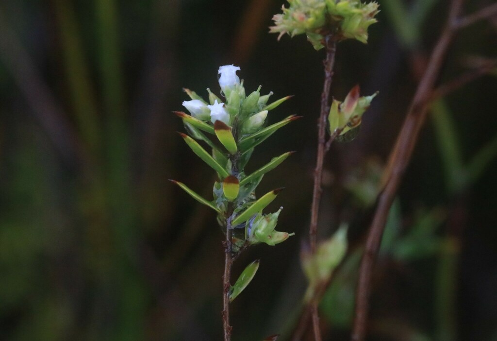 Bearded Heath from Coffs Harbour NSW, Australia on November 24, 2023 at ...