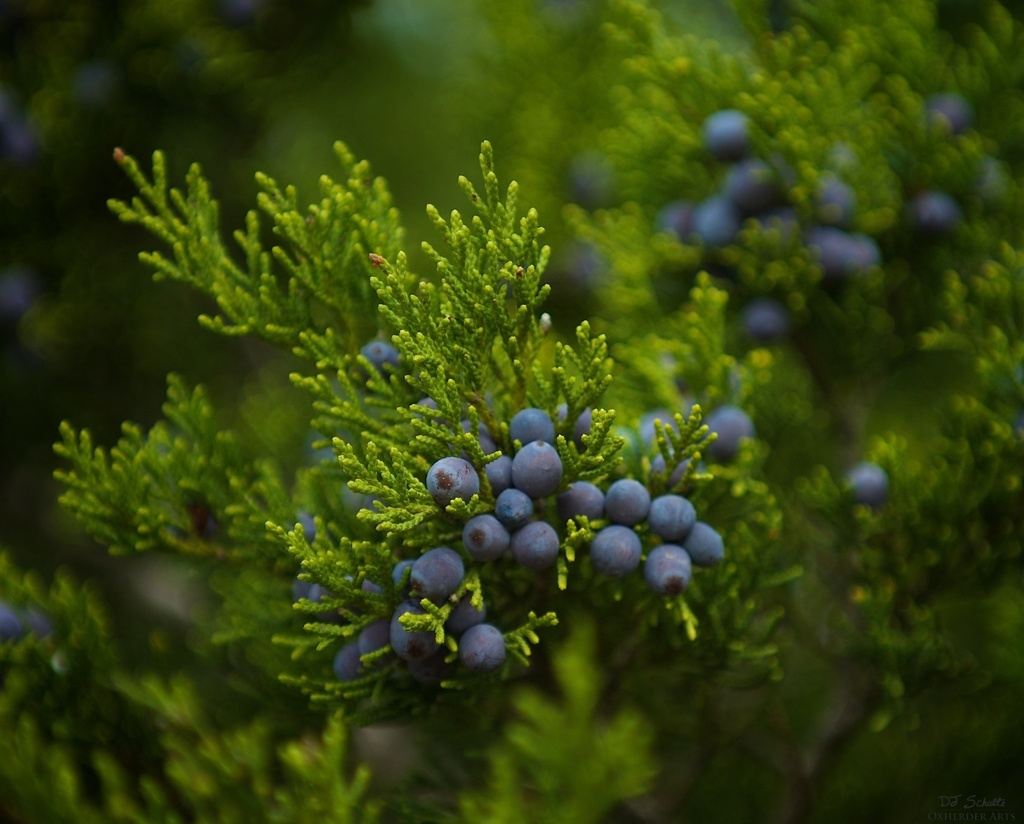 Ashe Juniper (ANC Plants) · iNaturalist