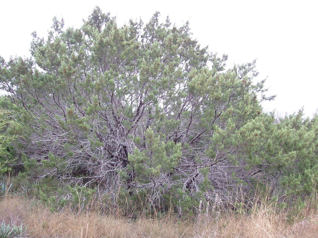 Ashe juniper (Treasure Hunt at Commons Ford - April 16 2016) · iNaturalist