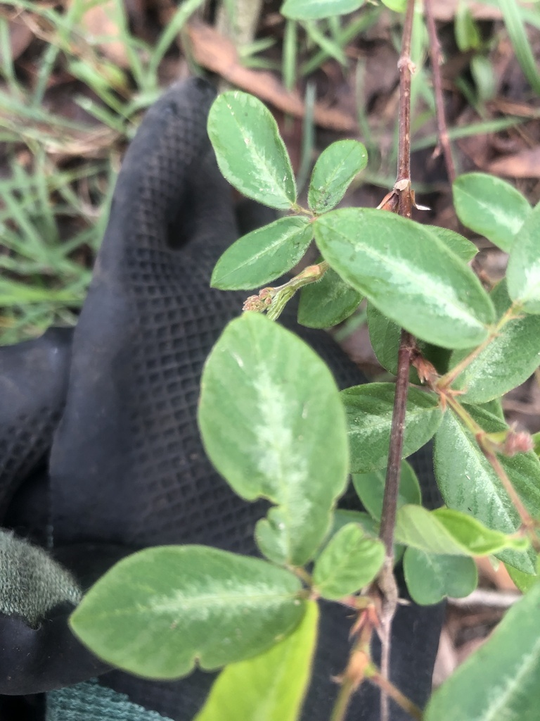 Silverleaf Desmodium from Verbena St, Mount Gravatt, QLD, AU on ...