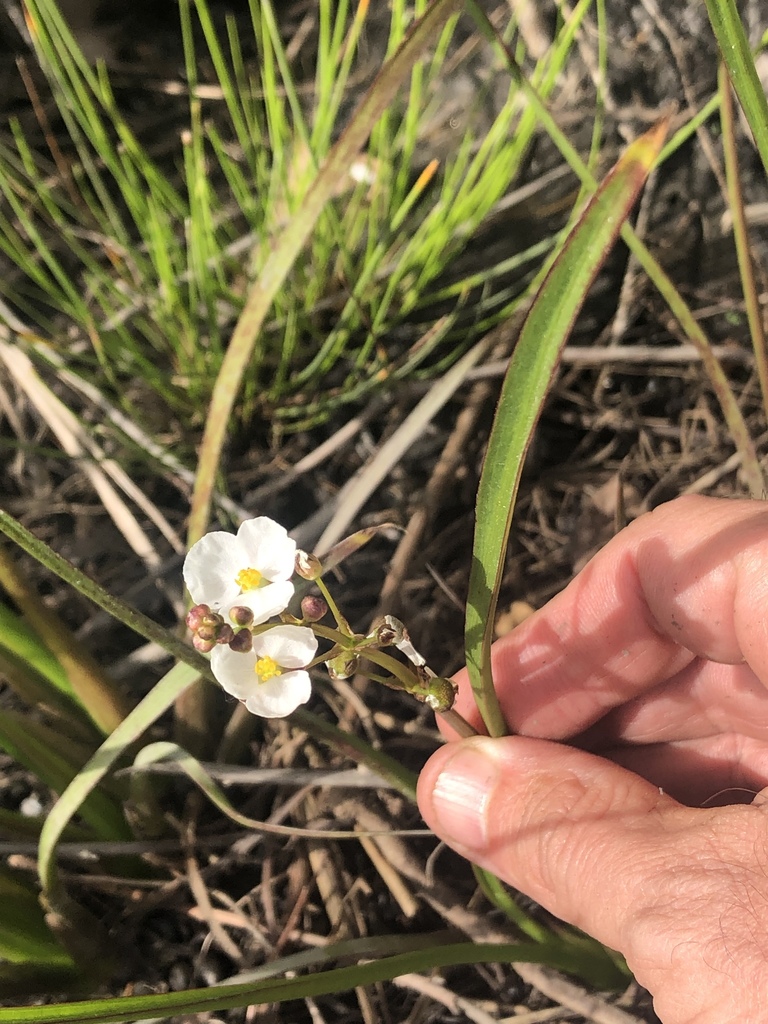 Grass-leaved Arrowhead (ADIRONDACK RESEARCH GUIDEBOOK) · iNaturalist