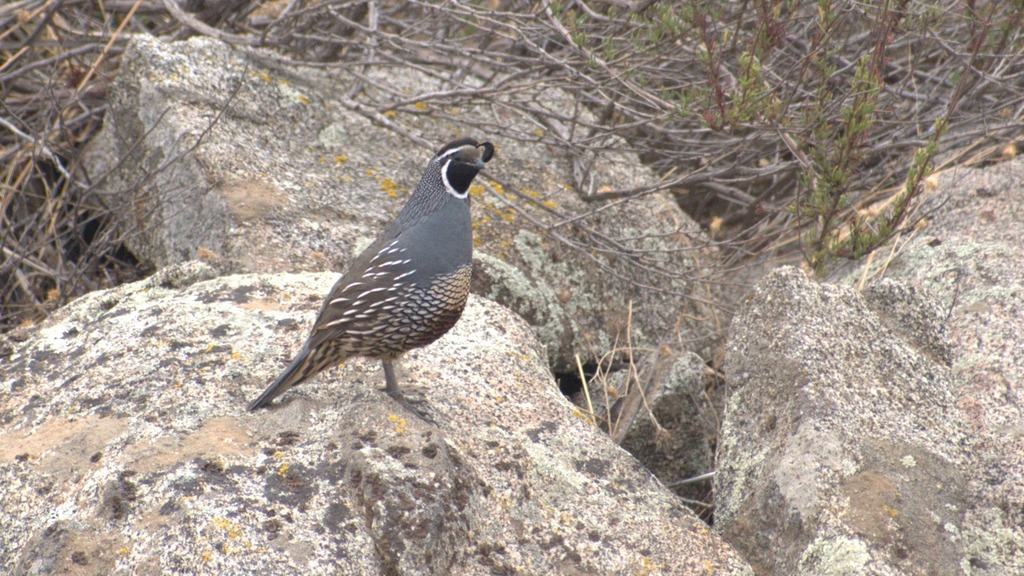 California Quail from 21503 El Paraíso, B.C., México on October 22 ...